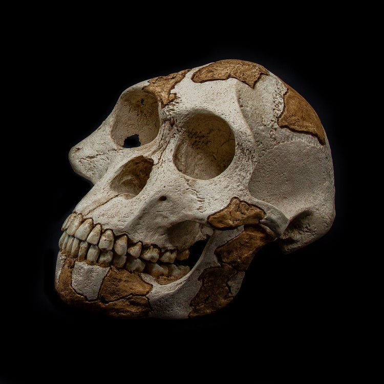 Lucy Skull (Australopithecus afarensis) – Post Mortem Cult