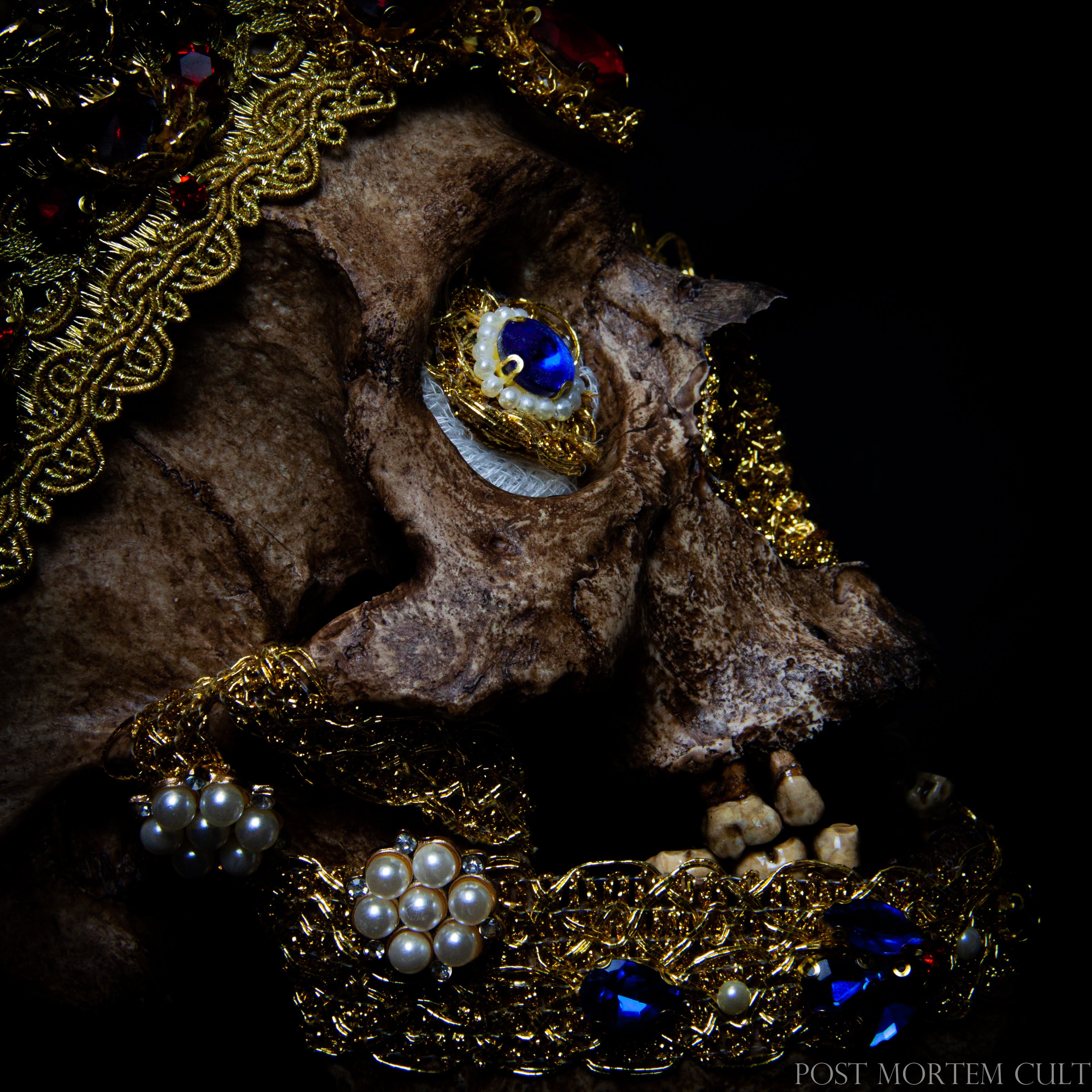 Curiosity Cabinet: Double Skulls, Malformations, and Rarities – Post ...