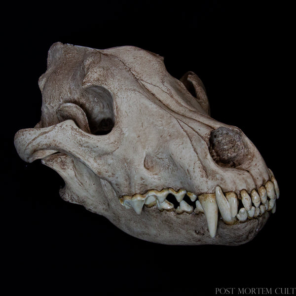 European Wolf Skull Replica – Grey Alpha – Post Mortem Cult