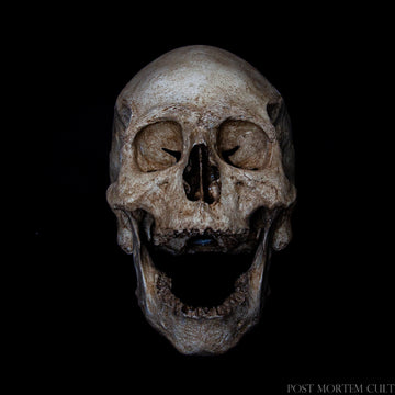 High-Realism Human Skull Replicas – Post Mortem Cult