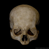 High-Realism Human Skull Replicas – Post Mortem Cult