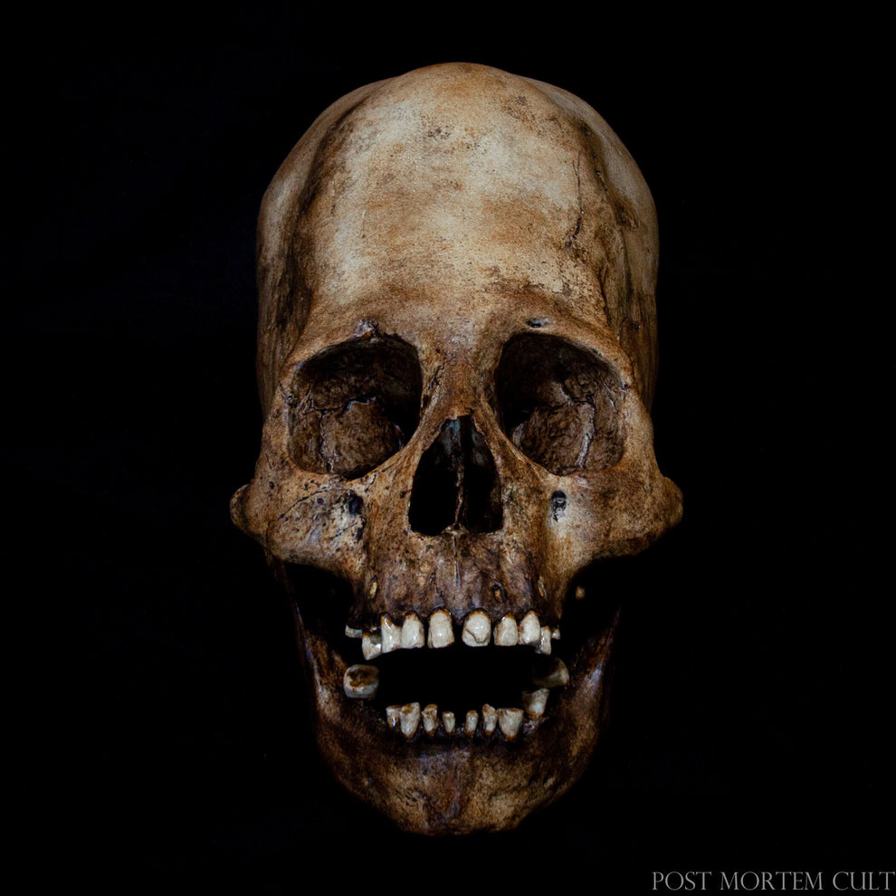 Elongated Skull Replica - Ancestral Skull – Post Mortem Cult