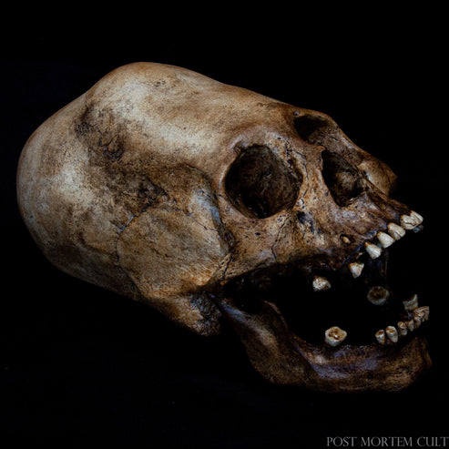 Elongated Skull Replica - Ancestral Skull – Post Mortem Cult