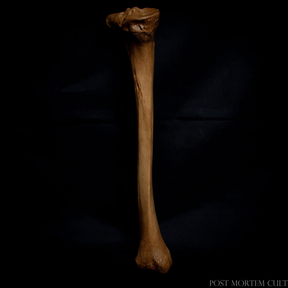 Anatomical Human Tibia Replica – Post Mortem Cult